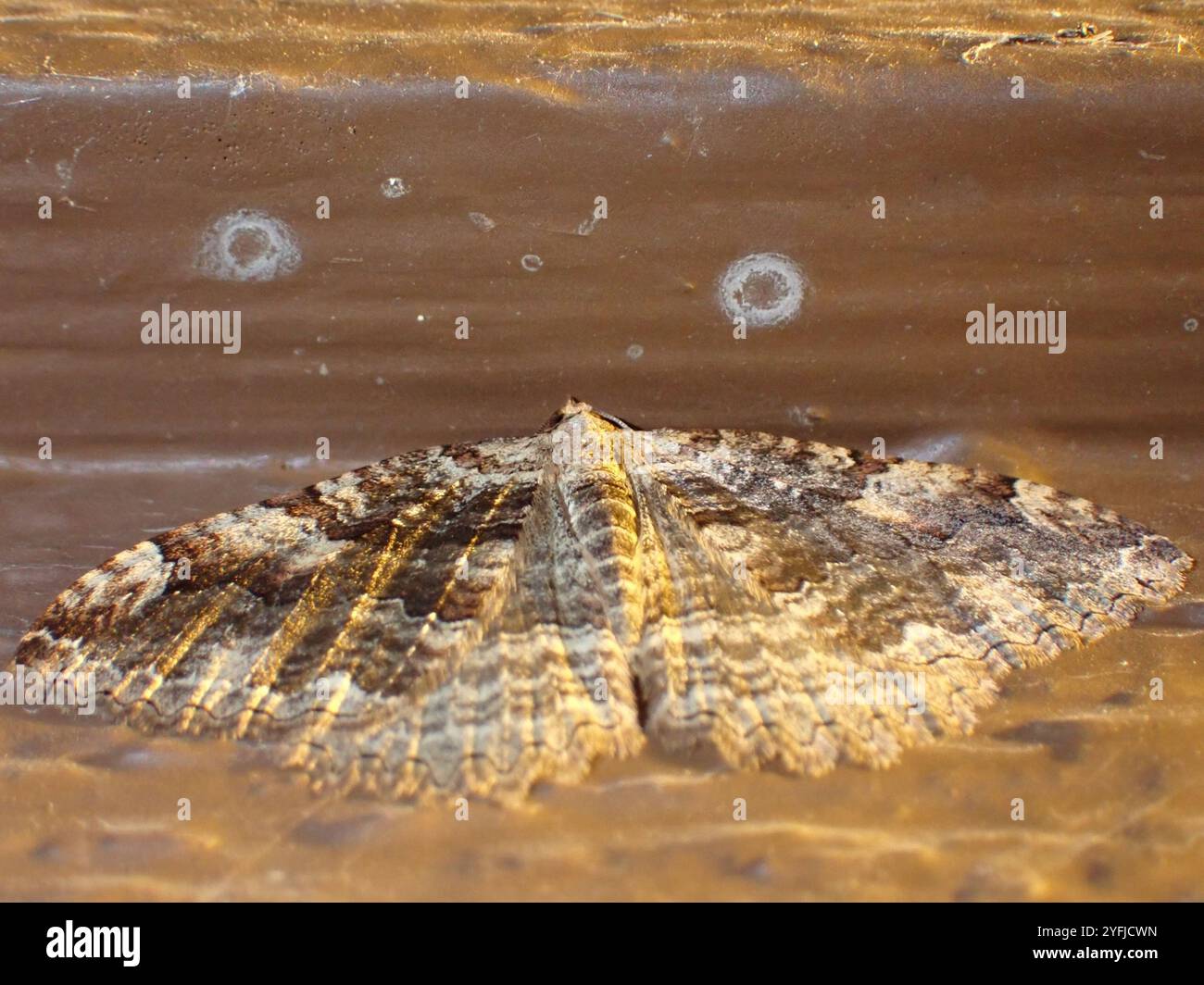 Tissue Moth (Triphosa haesitata Stock Photo - Alamy