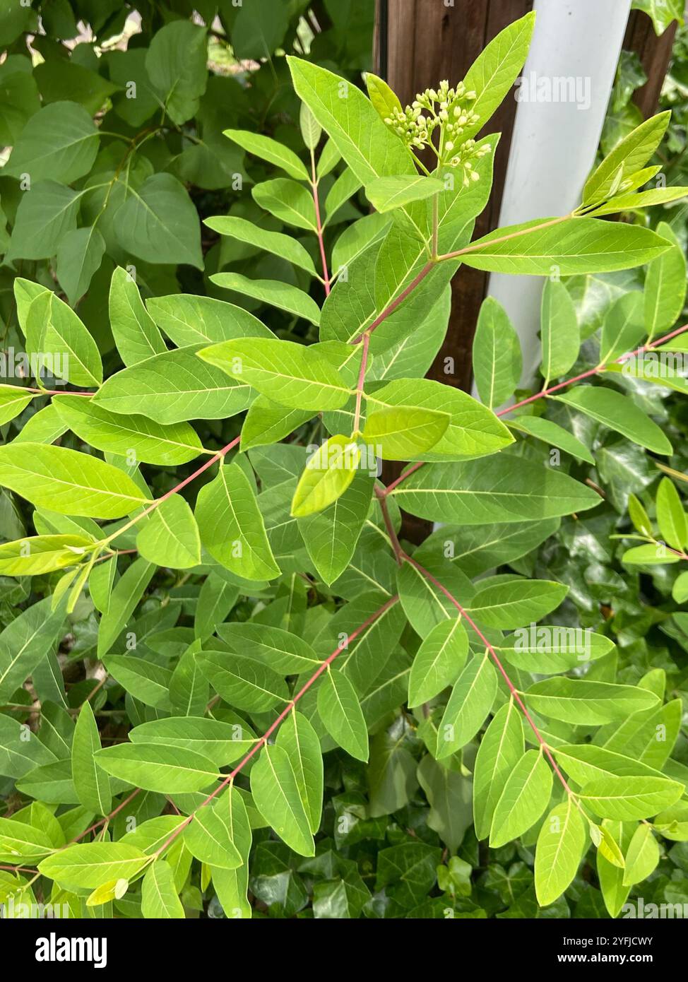 hemp dogbane (Apocynum cannabinum Stock Photo - Alamy