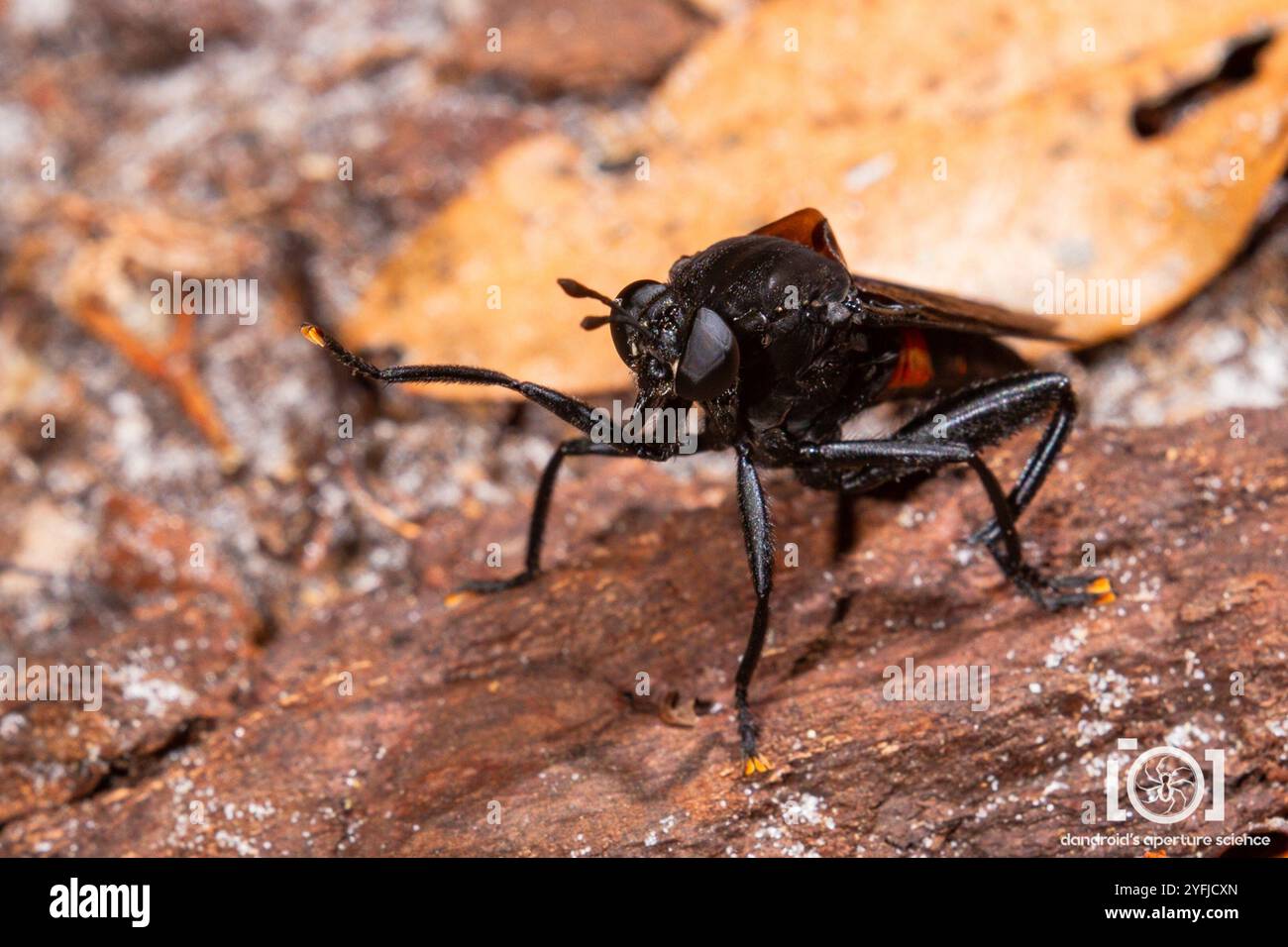 Clubbed mydas fly hi-res stock photography and images - Alamy