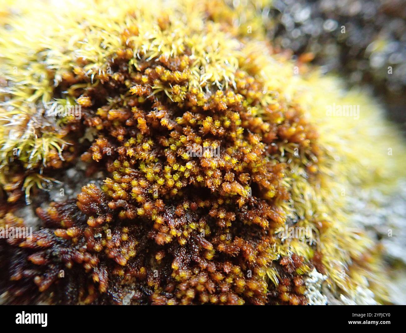 Black Rock Moss (Andreaea rupestris Stock Photo - Alamy