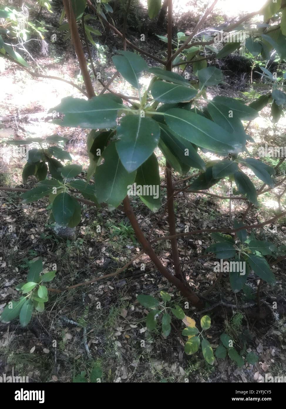 Pacific madrone (Arbutus menziesii Stock Photo - Alamy