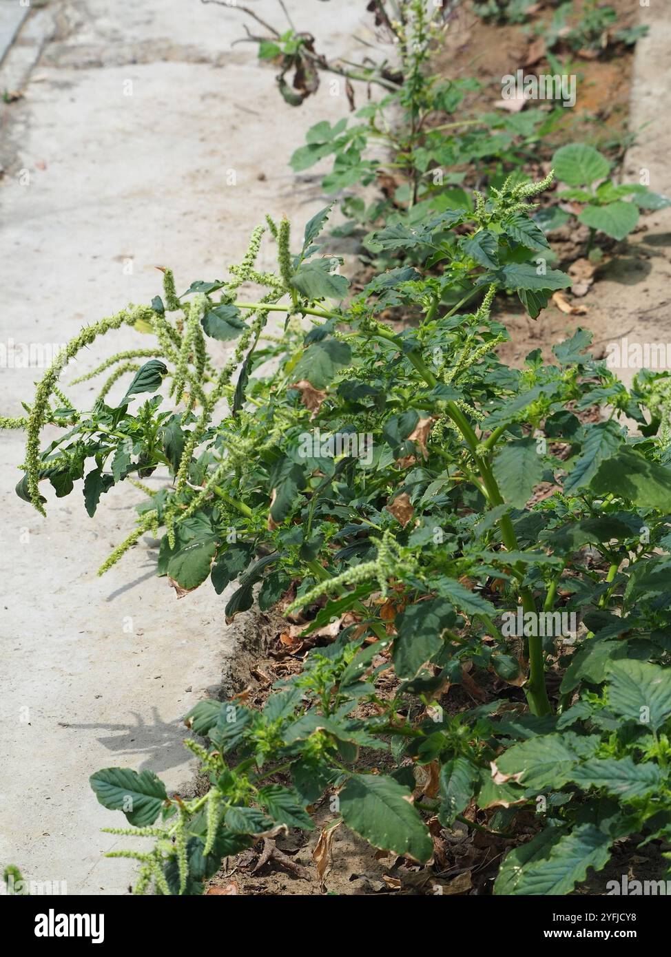 spiny amaranth (Amaranthus spinosus Stock Photo - Alamy