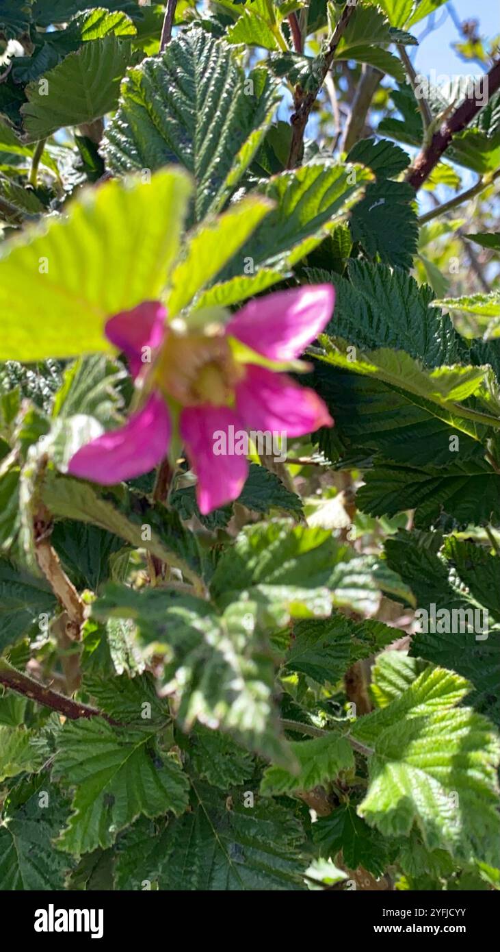 Salmonberry (Rubus spectabilis Stock Photo - Alamy