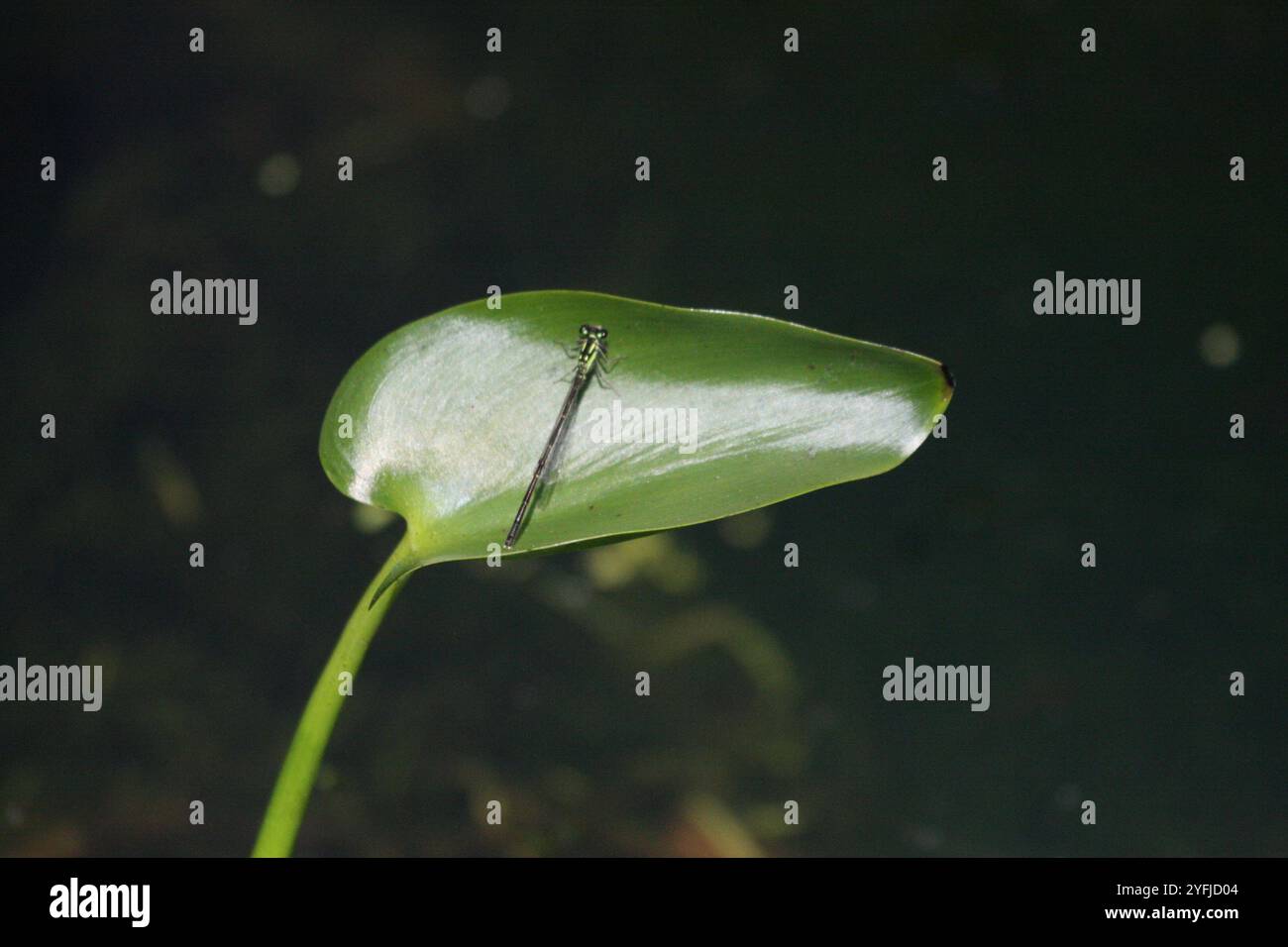 Fragile Forktail (Ischnura posita Stock Photo - Alamy