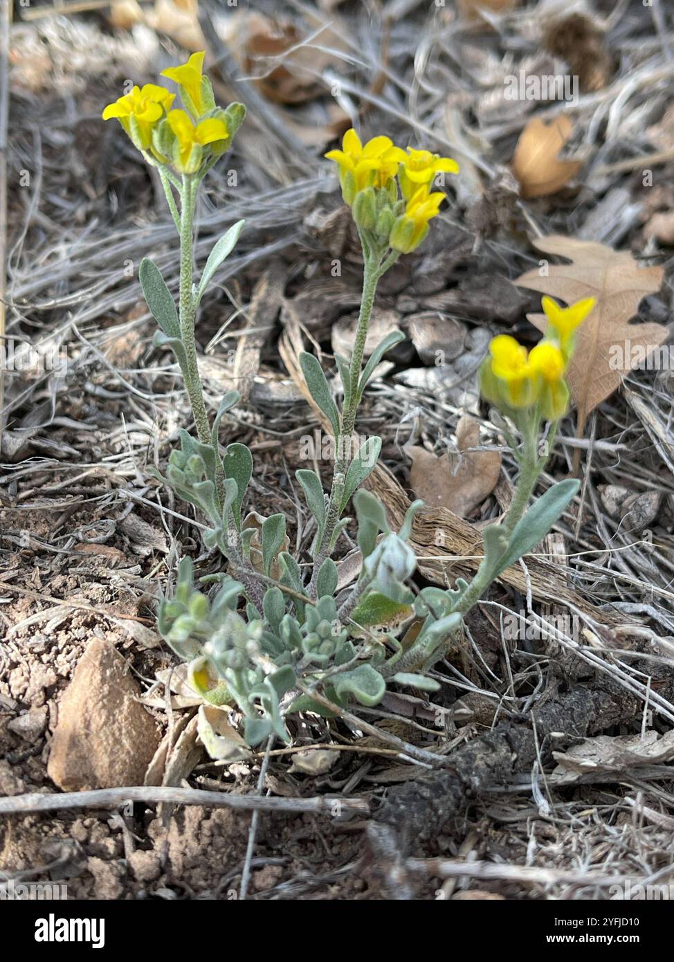Bladderpods hi-res stock photography and images - Alamy