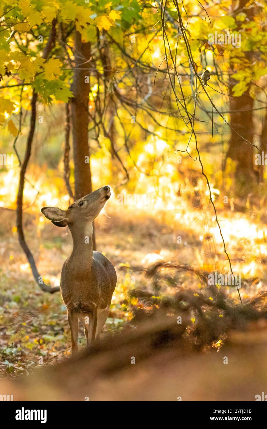 A young White-tailed deer doe stares up at a tree branch, looking at a ...