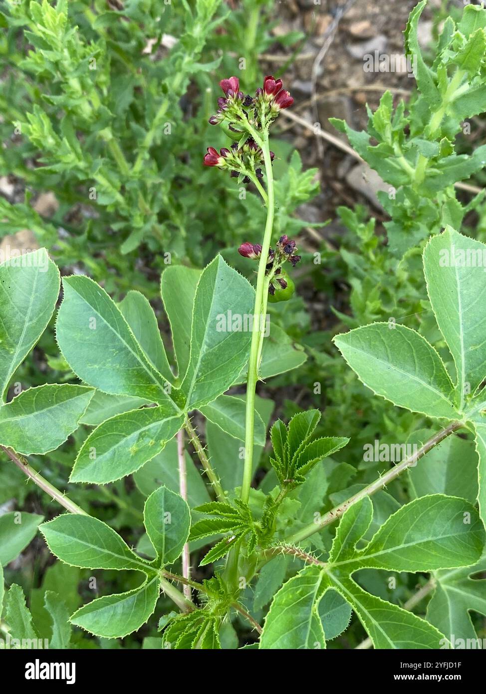 Bellyache bush hi-res stock photography and images - Alamy