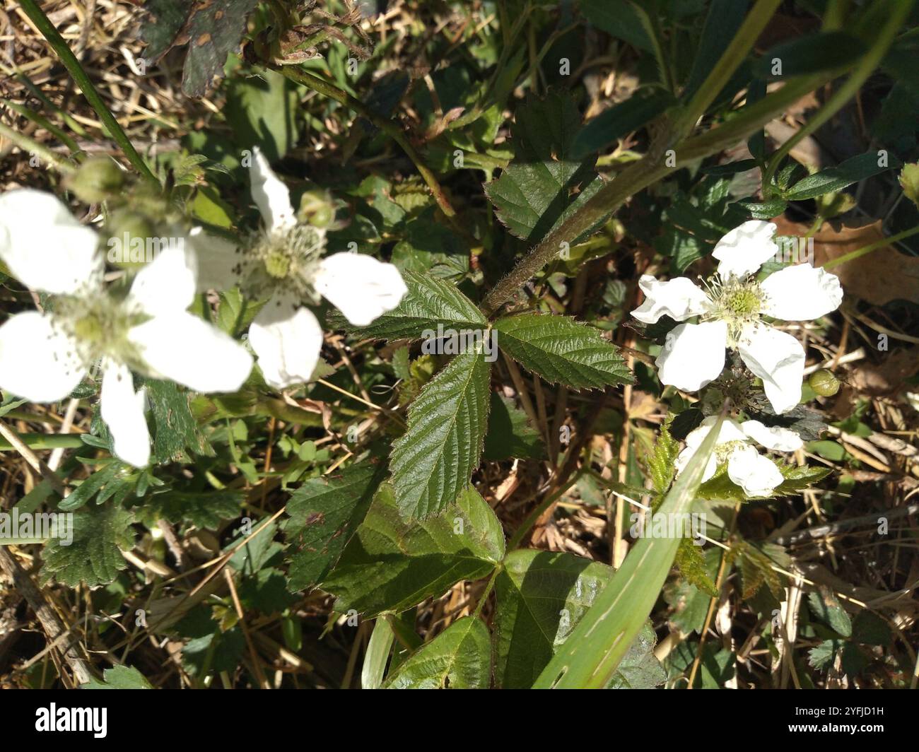 Common Dewberry (Rubus flagellaris Stock Photo - Alamy