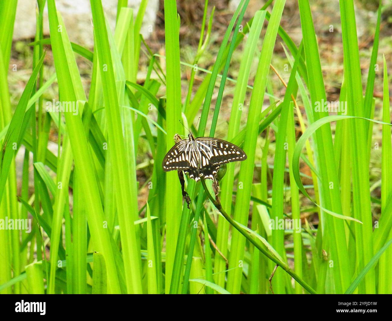 Chinese Yellow Swallowtail (Papilio xuthus Stock Photo - Alamy