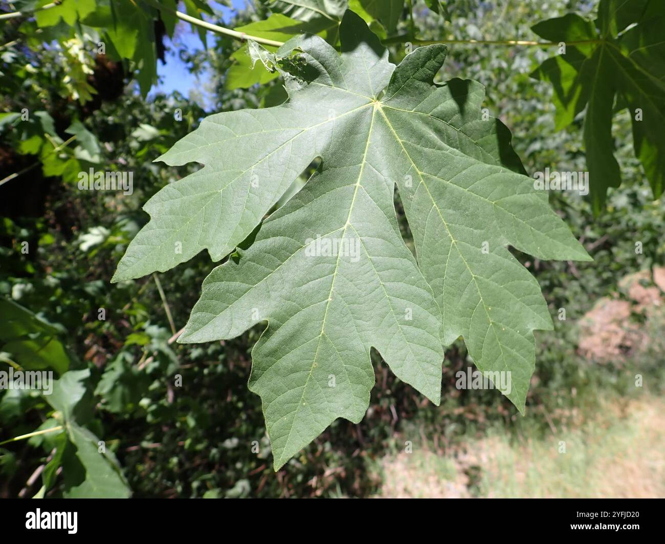 bigleaf maple (Acer macrophyllum Stock Photo - Alamy