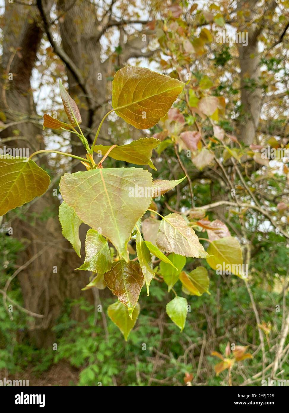 Hybrid Black-poplar (Populus × canadensis Stock Photo - Alamy