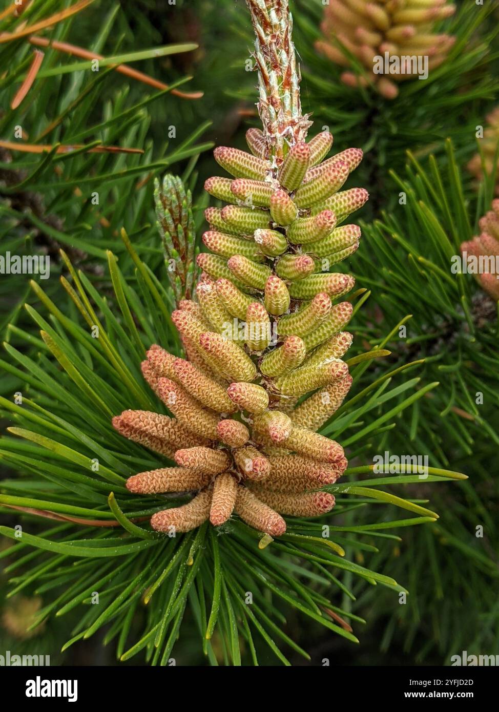 lodgepole pine (Pinus contorta Stock Photo - Alamy