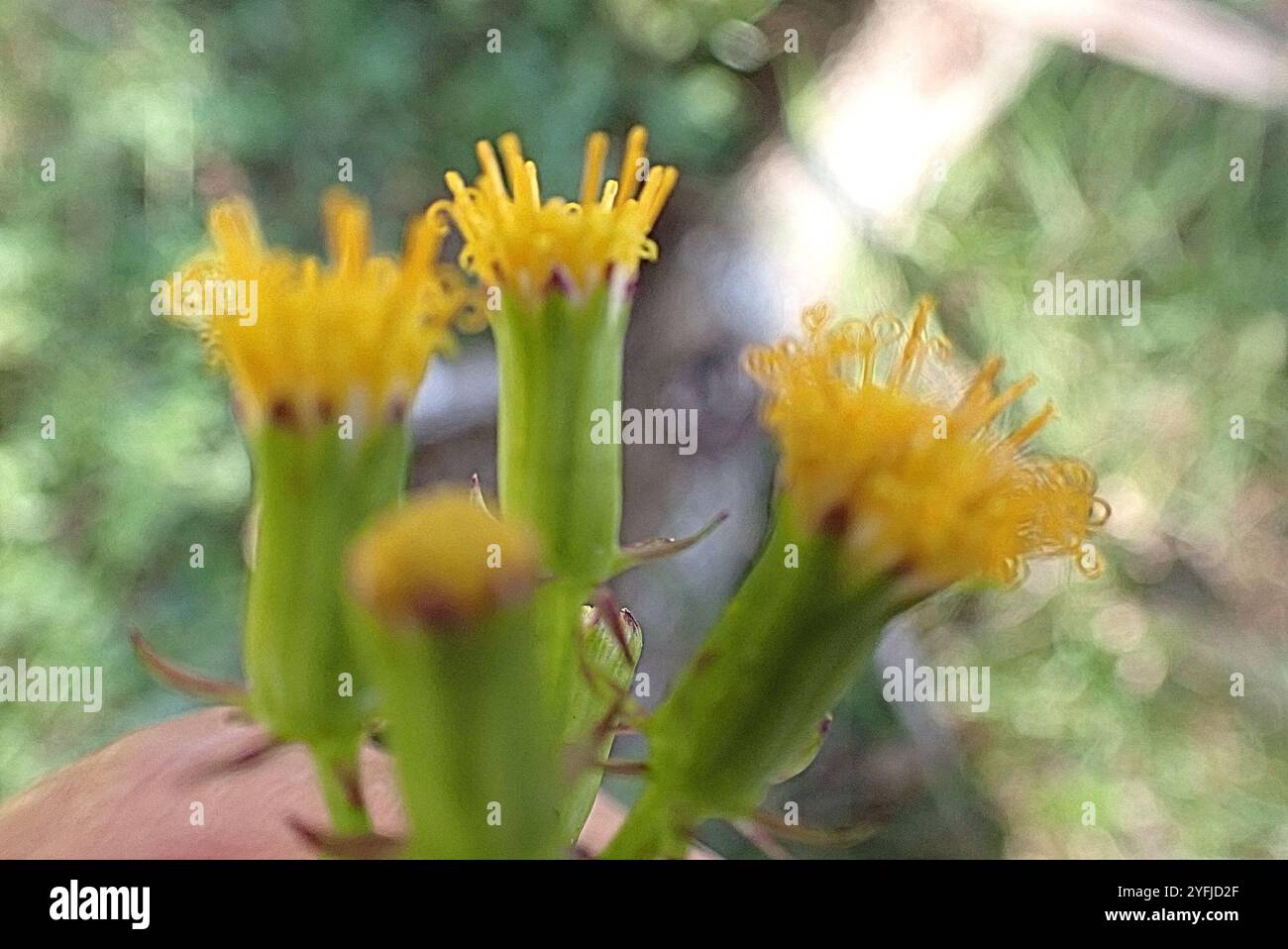 Canary creeper (Senecio tamoides Stock Photo - Alamy