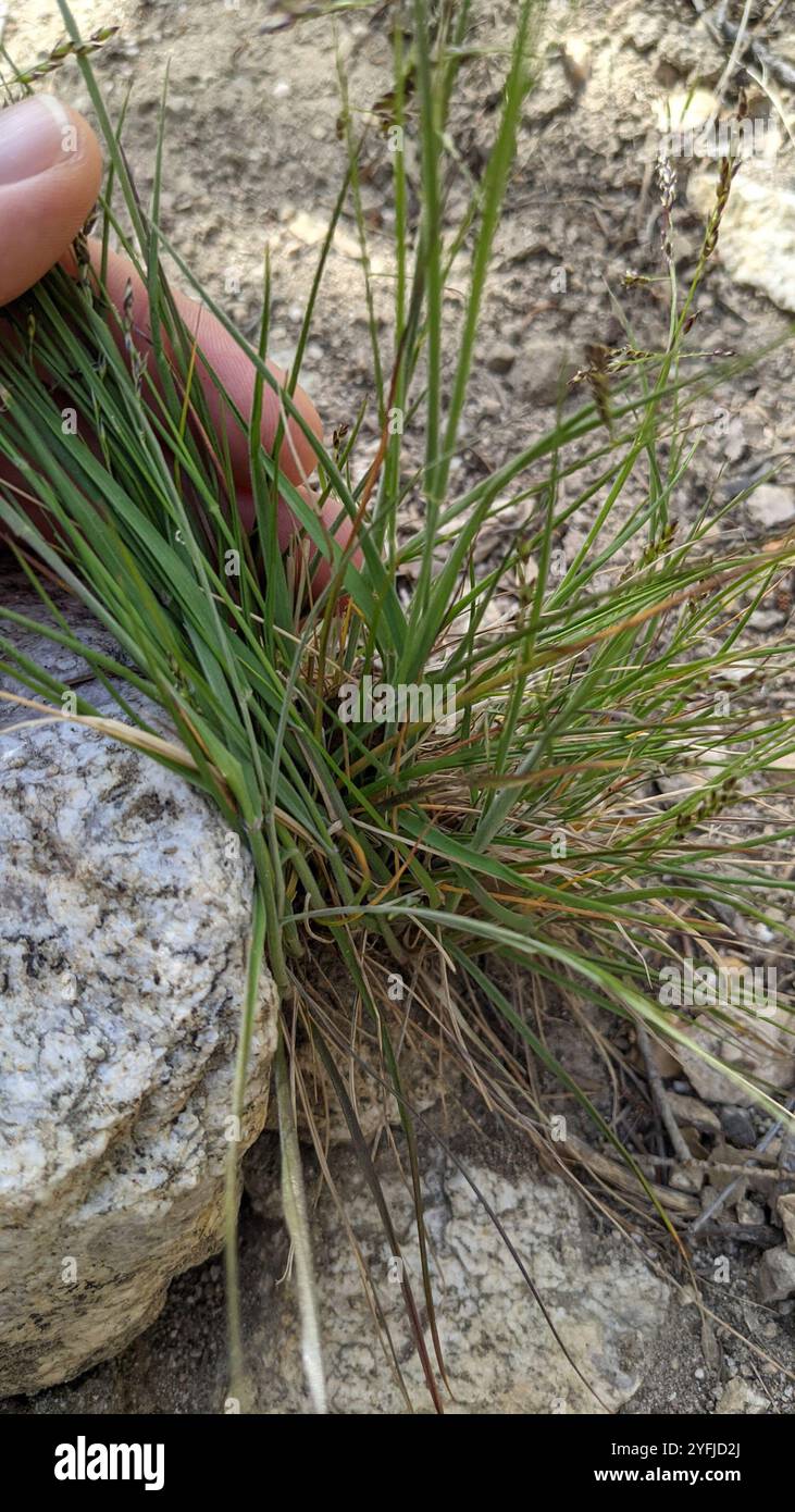 smallflower melicgrass (Melica imperfecta Stock Photo - Alamy