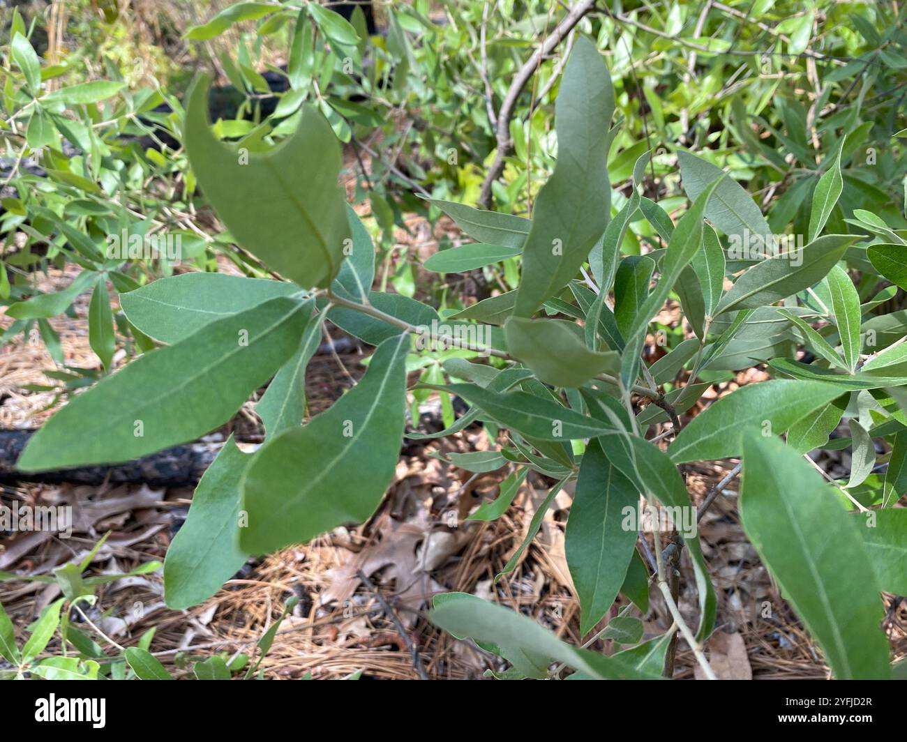 bluejack oak (Quercus incana Stock Photo - Alamy