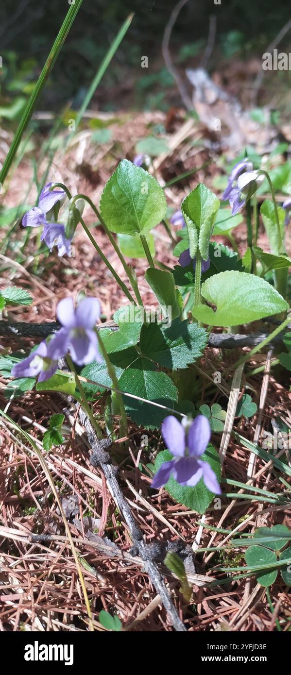 Viola rupestris hi-res stock photography and images - Alamy