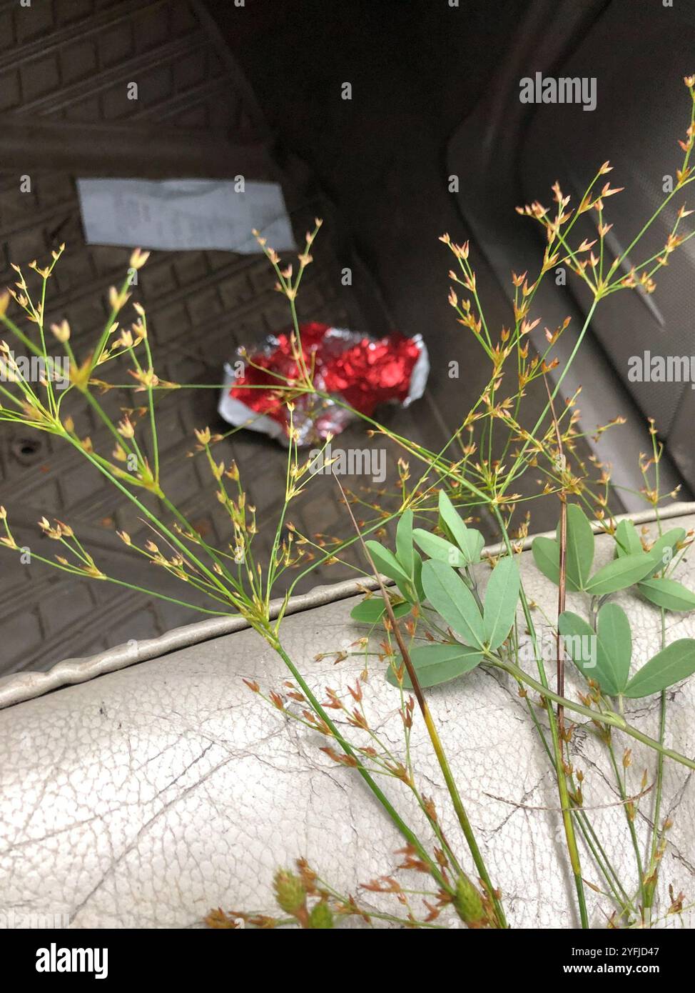 Slim-pod Rush (Juncus diffusissimus Stock Photo - Alamy