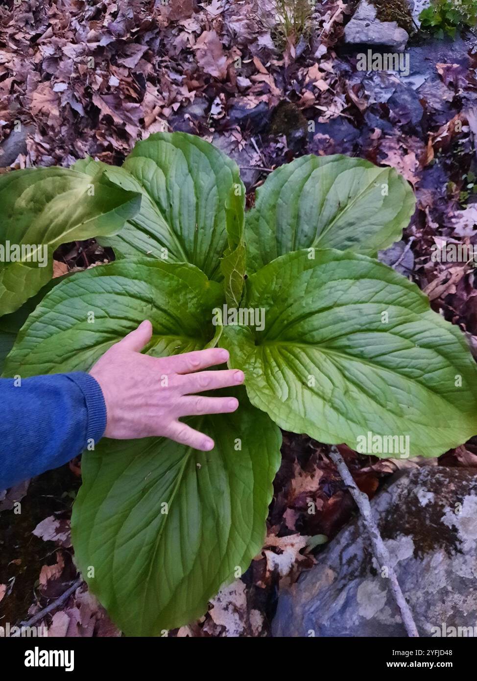 Eastern Skunk Cabbage (Symplocarpus foetidus Stock Photo - Alamy