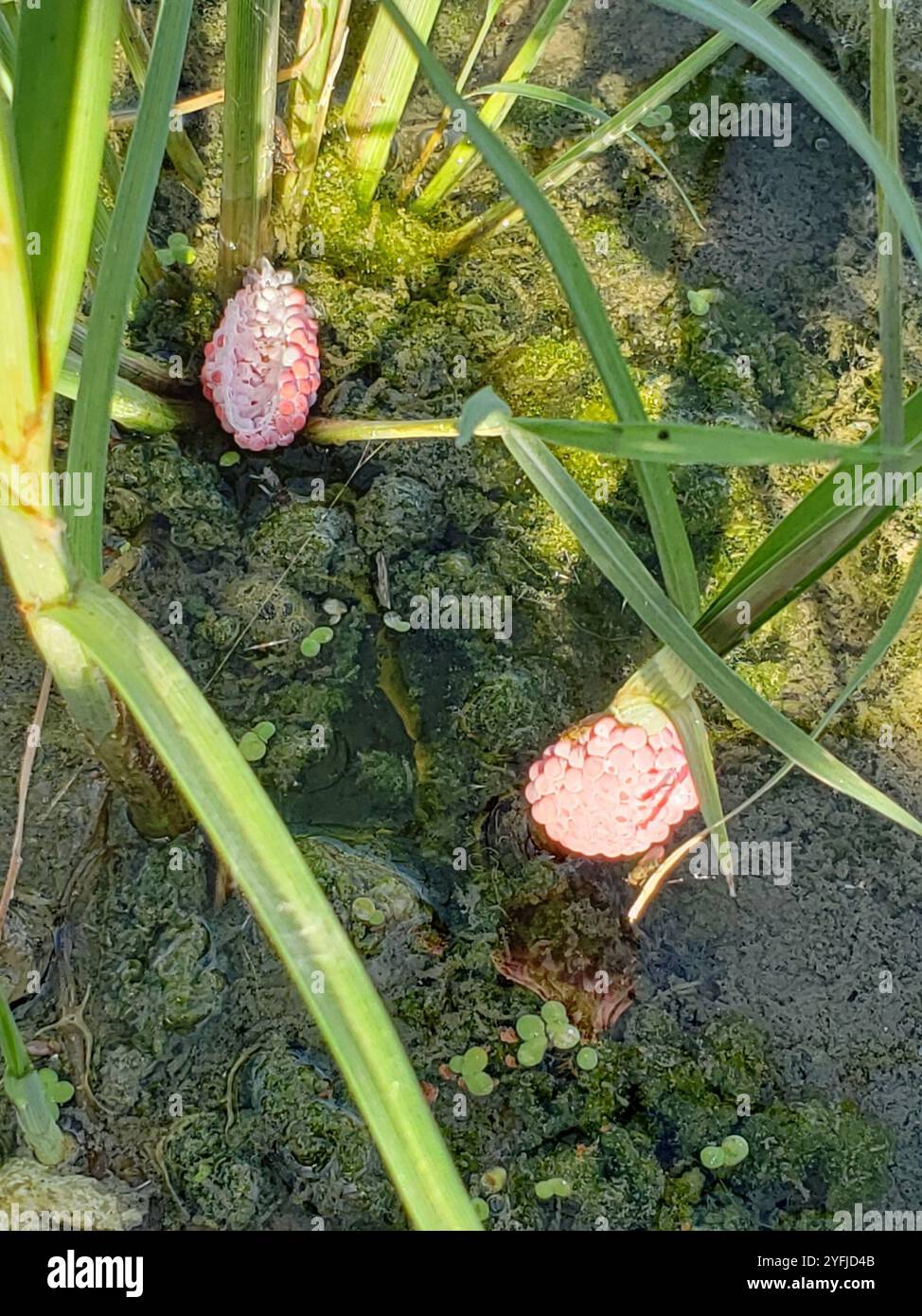 Channeled Apple Snail (Pomacea canaliculata Stock Photo - Alamy