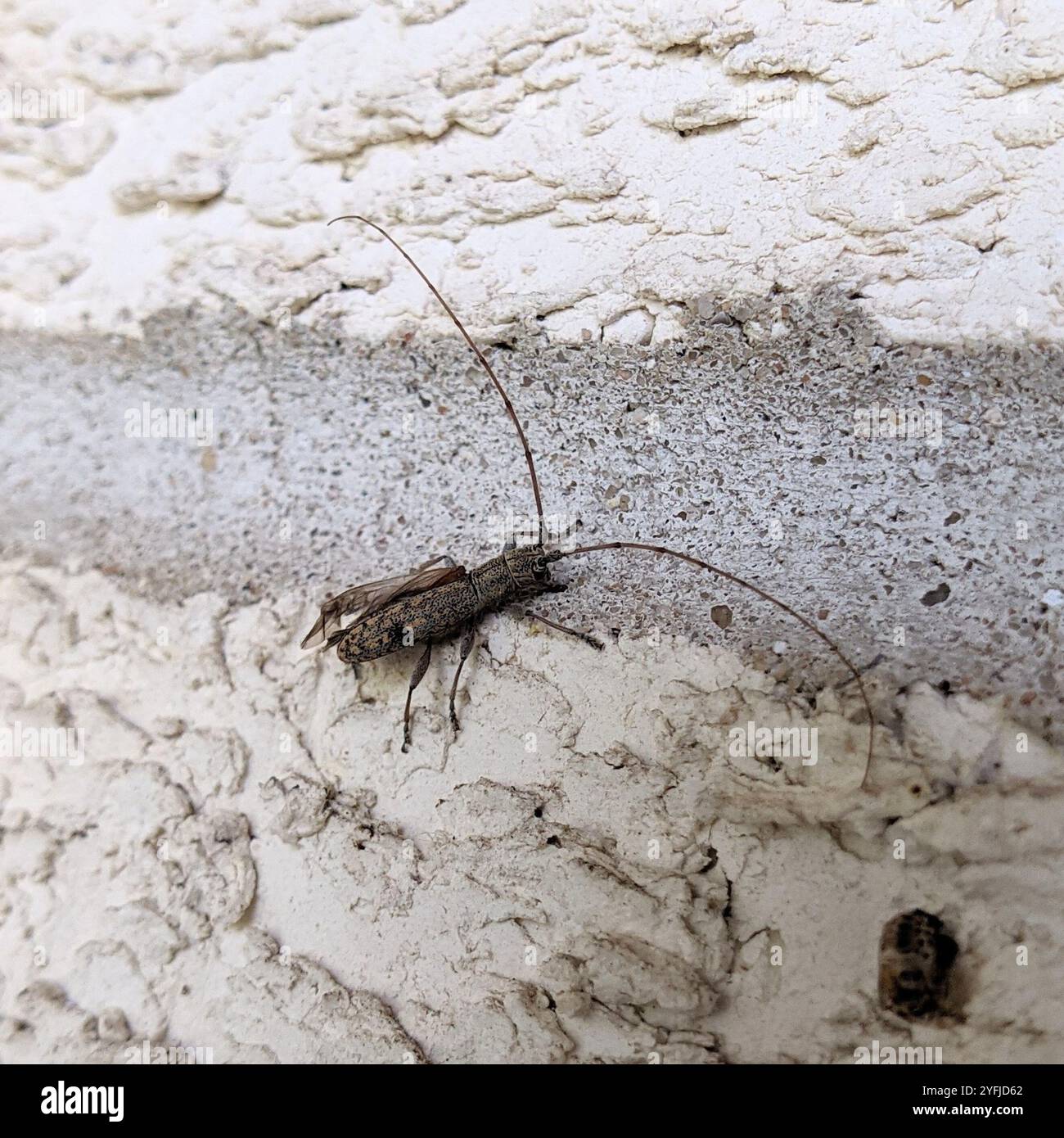Small Mulberry Borer (Dorcaschema alternatum Stock Photo - Alamy