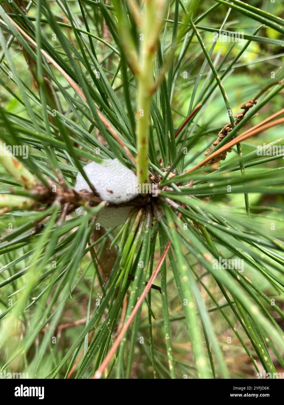 Spittlebugs and Froghoppers (Cercopoidea Stock Photo - Alamy