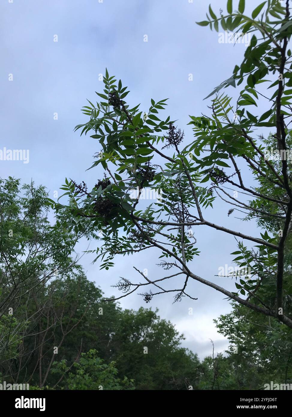 Prairie flameleaf sumac (Rhus lanceolata Stock Photo - Alamy