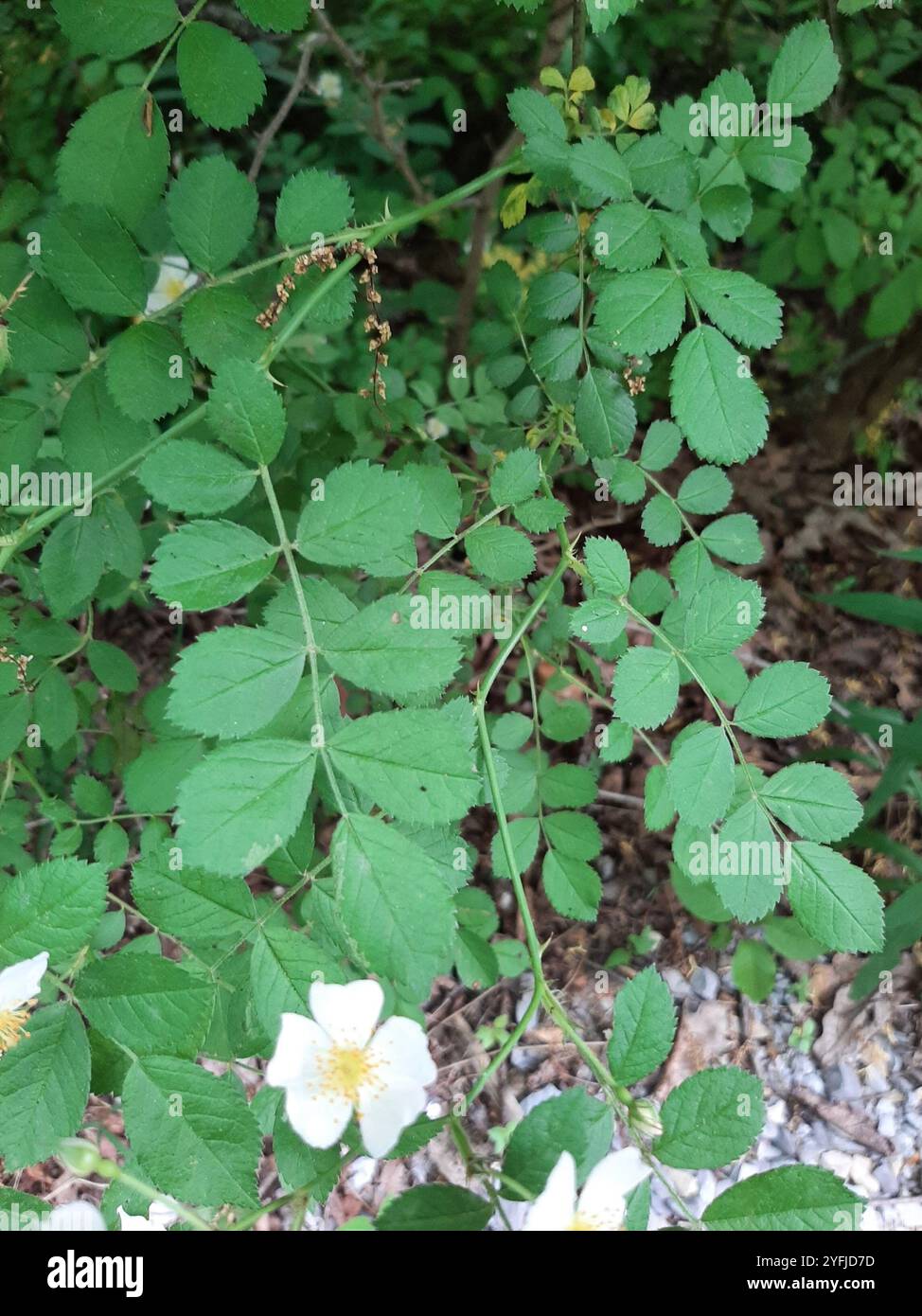 multiflora rose (Rosa multiflora Stock Photo - Alamy