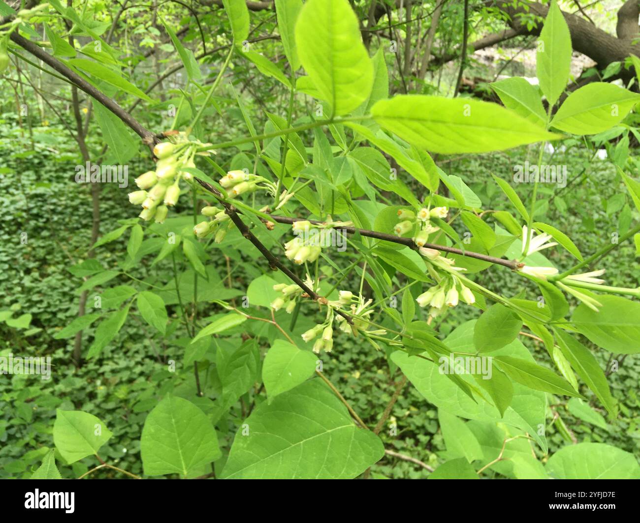 American bladdernut hi-res stock photography and images - Alamy