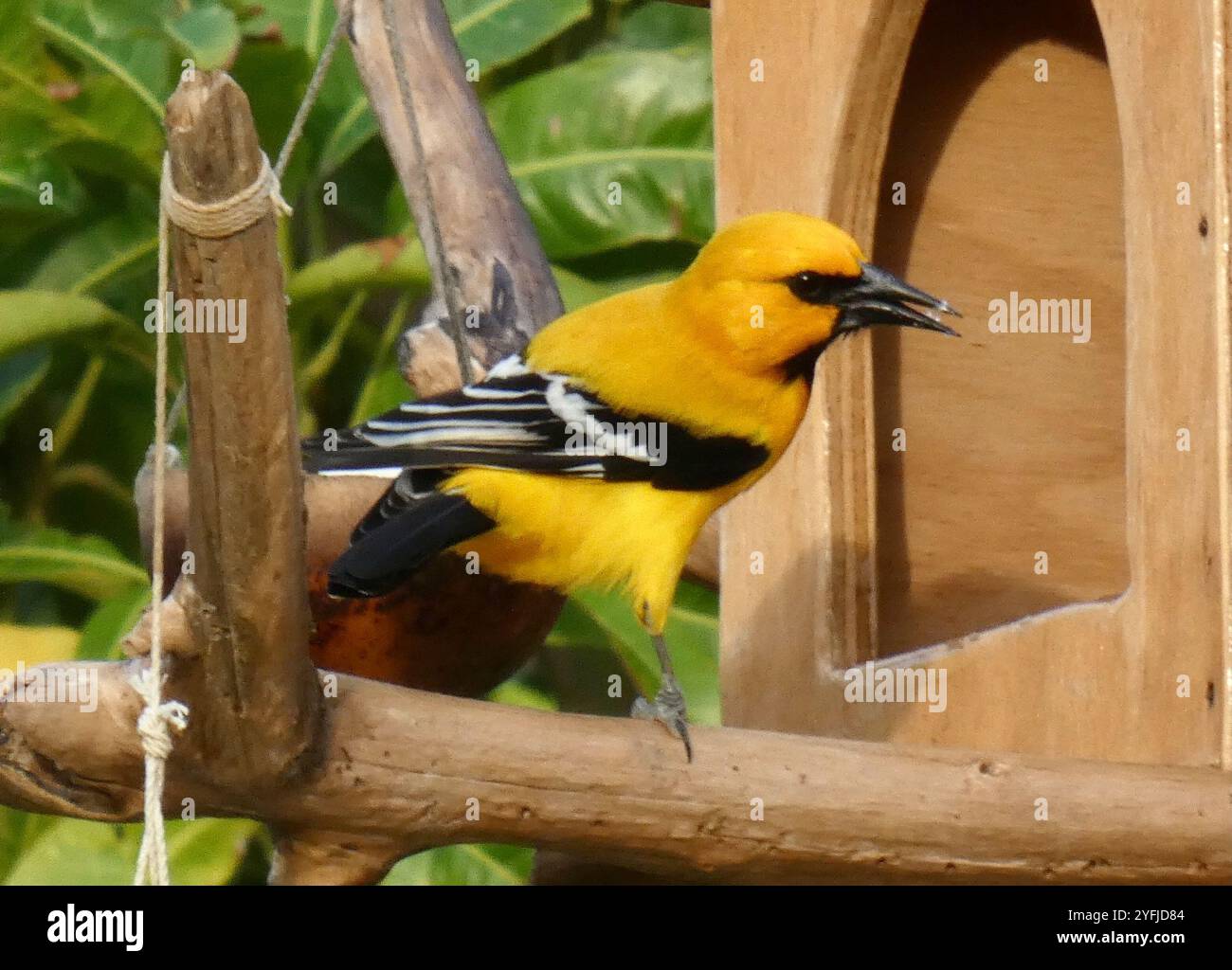 Yellow Oriole (Icterus nigrogularis Stock Photo - Alamy