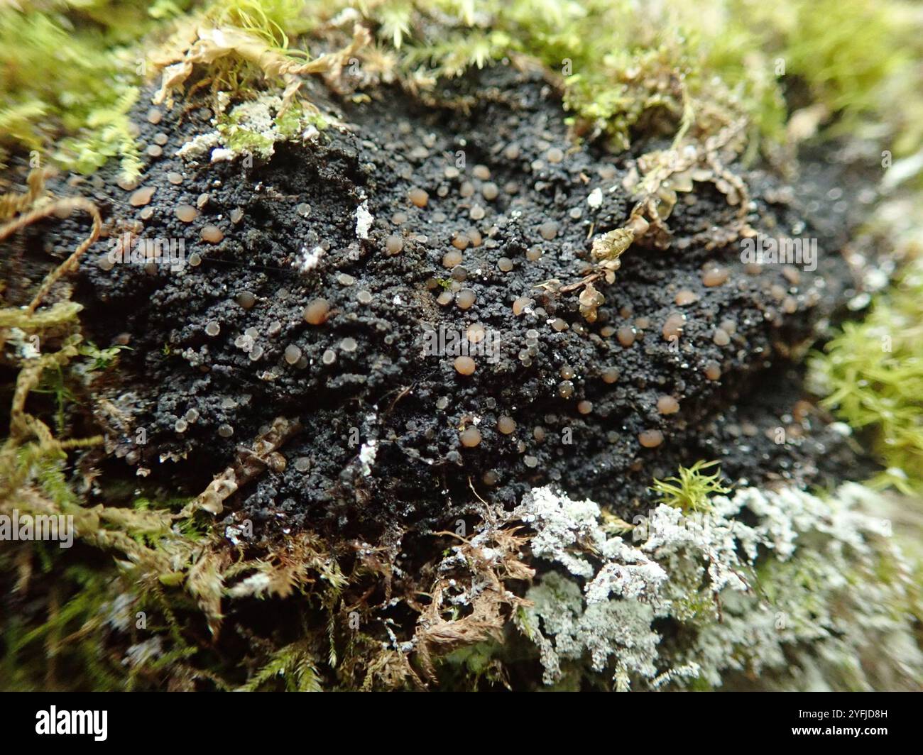 Moss Shingle Lichen (Fuscopannaria praetermissa Stock Photo - Alamy