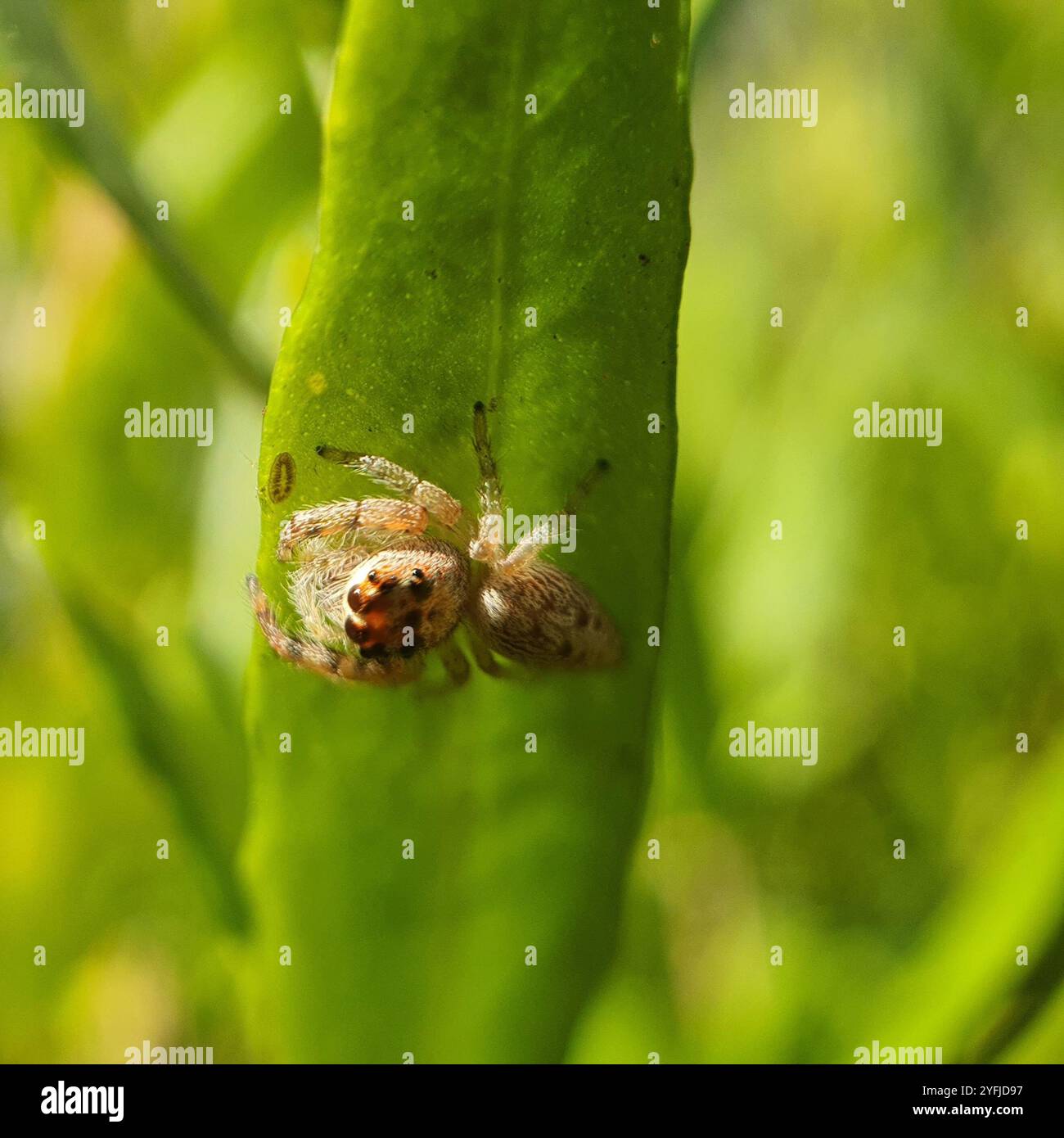 Garden Jumping Spiders (Opisthoncus Stock Photo - Alamy