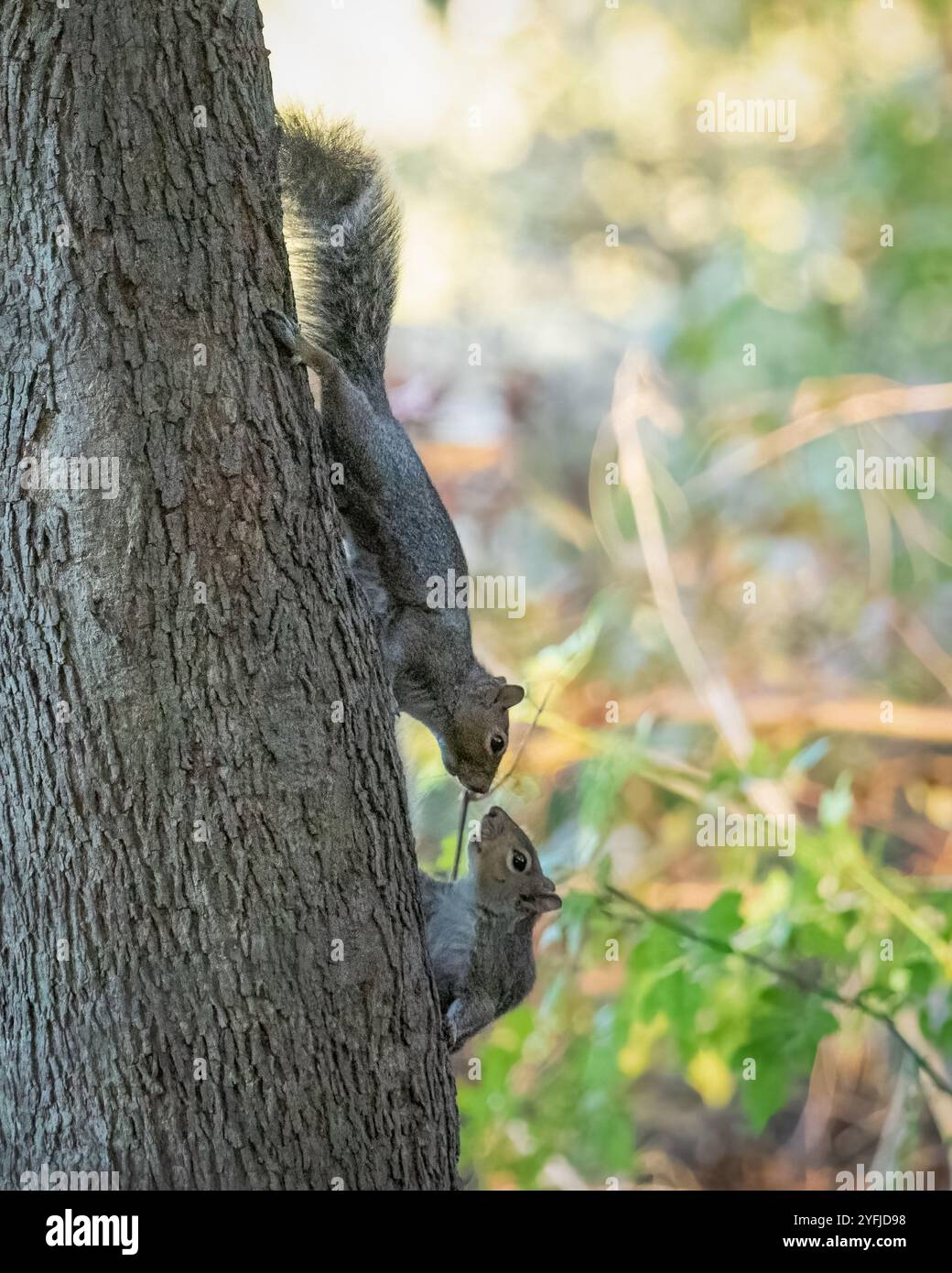 Two Eastern Grey Squirrels run around and play on a tree Stock Photo ...