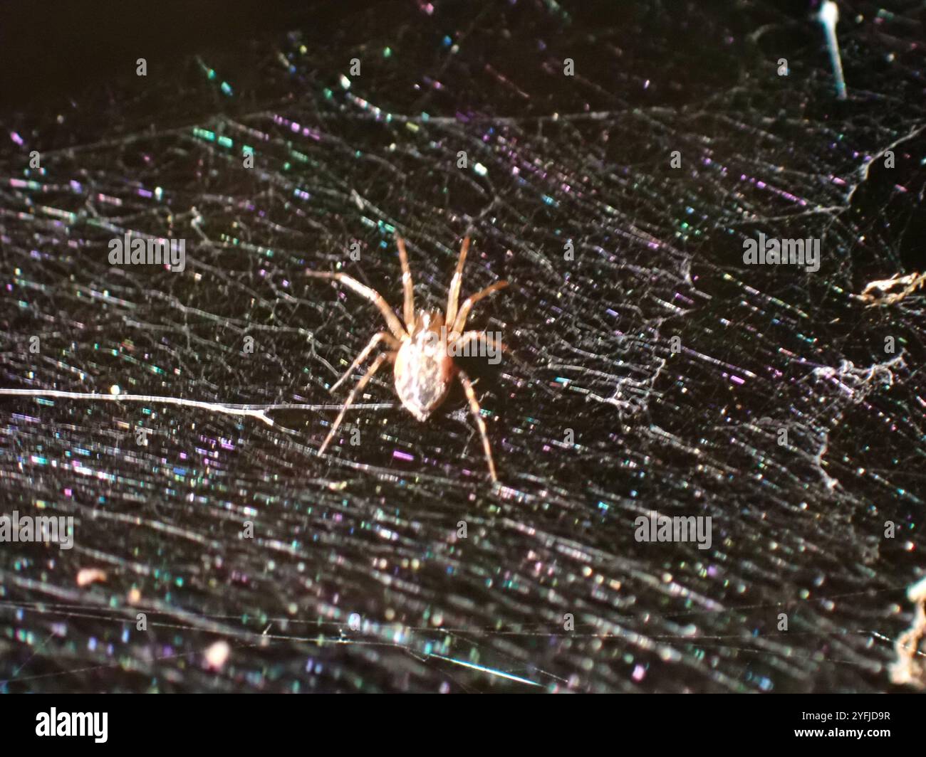 Sheetweb and Dwarf Weavers (Linyphiidae Stock Photo - Alamy
