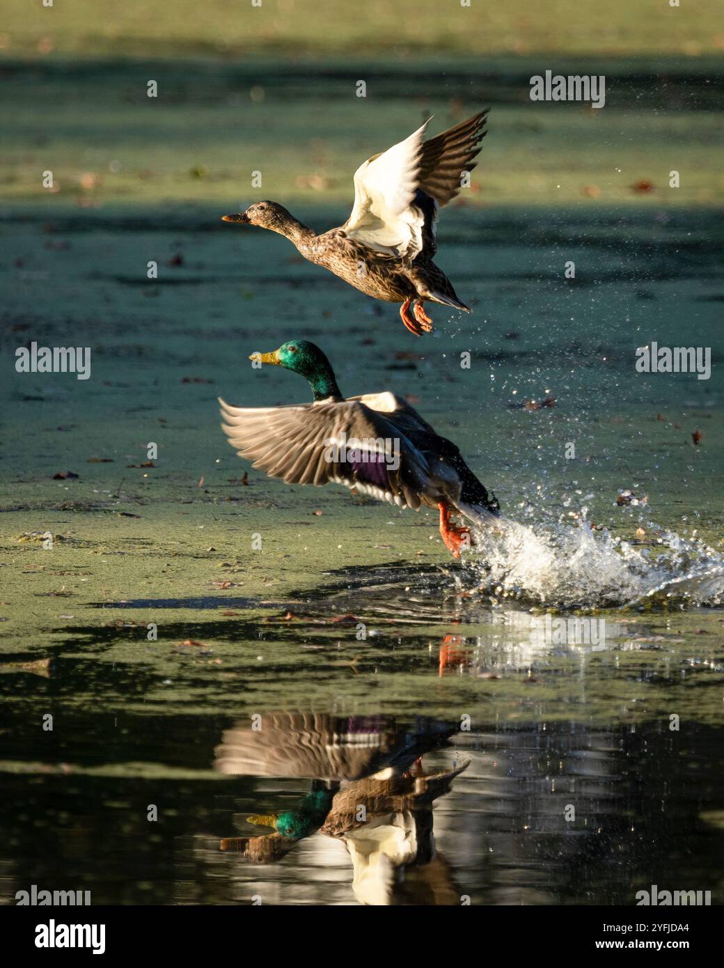 A male and female mallard duck (drake and hen) take off from algae ...