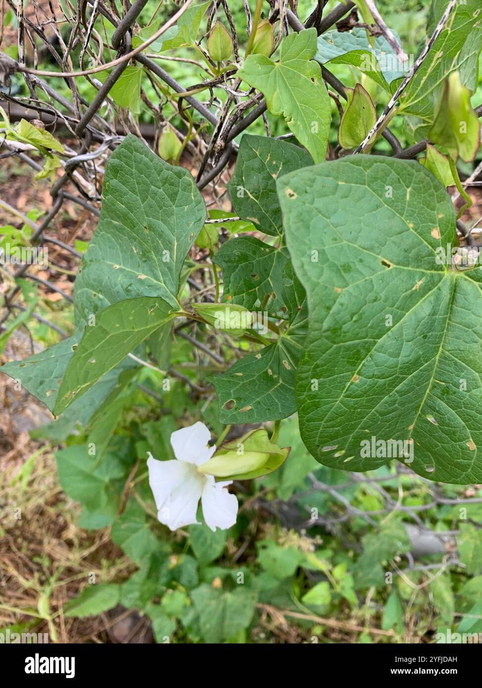 False bindweeds hi-res stock photography and images - Alamy