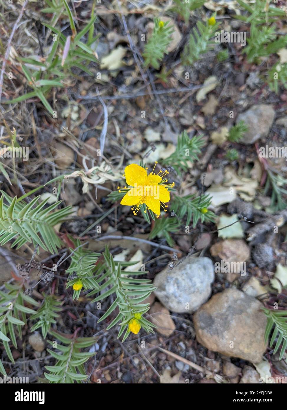 Goldwire hi-res stock photography and images - Alamy