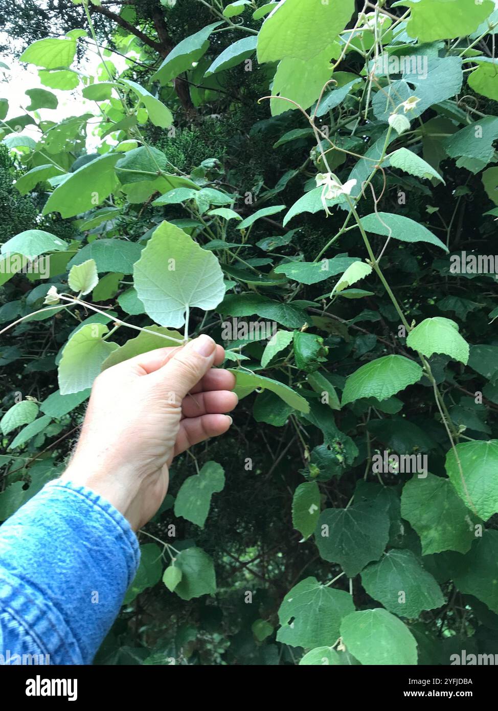 mustang grape (Vitis mustangensis Stock Photo - Alamy