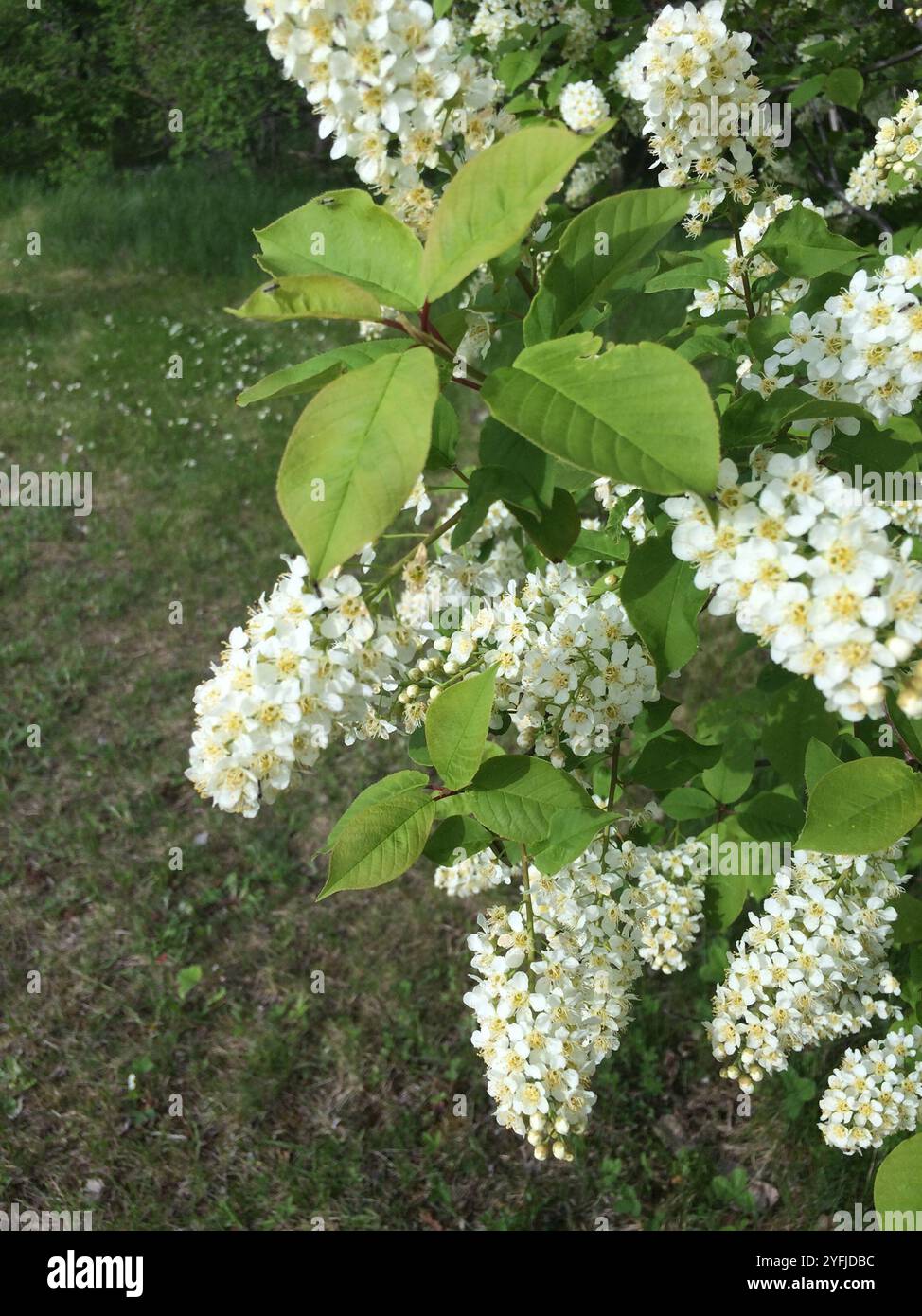 chokecherry (Prunus virginiana Stock Photo - Alamy