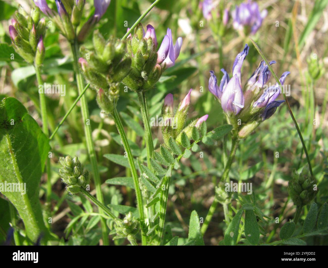 Danicus hi-res stock photography and images - Alamy