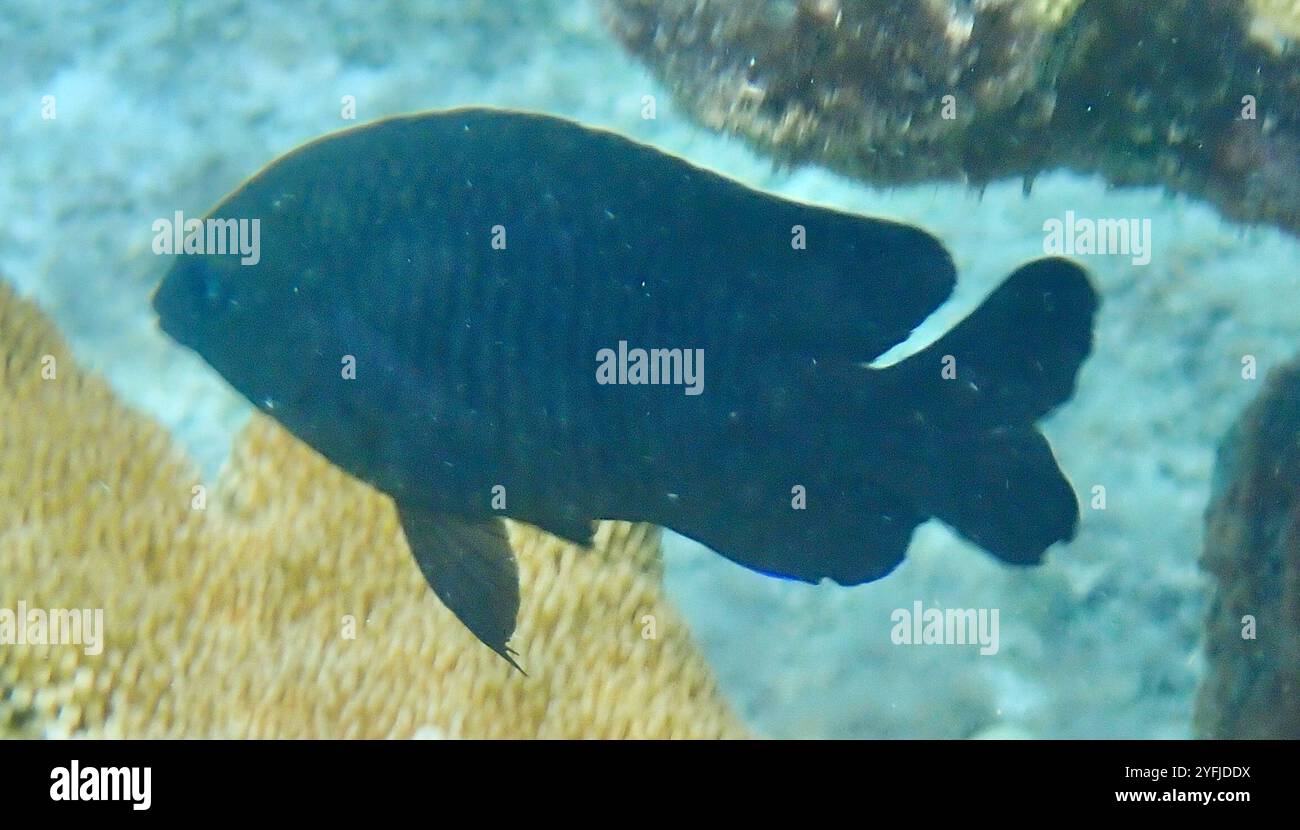 Threespot Damselfish (Stegastes planifrons Stock Photo - Alamy