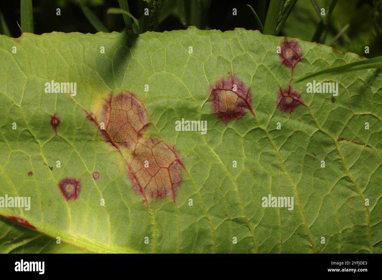 Ramularia hi-res stock photography and images - Alamy