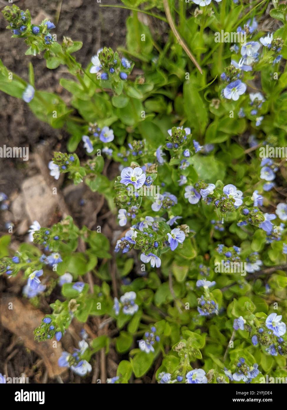 Bright blue speedwell (Veronica serpyllifolia humifusa Stock Photo - Alamy