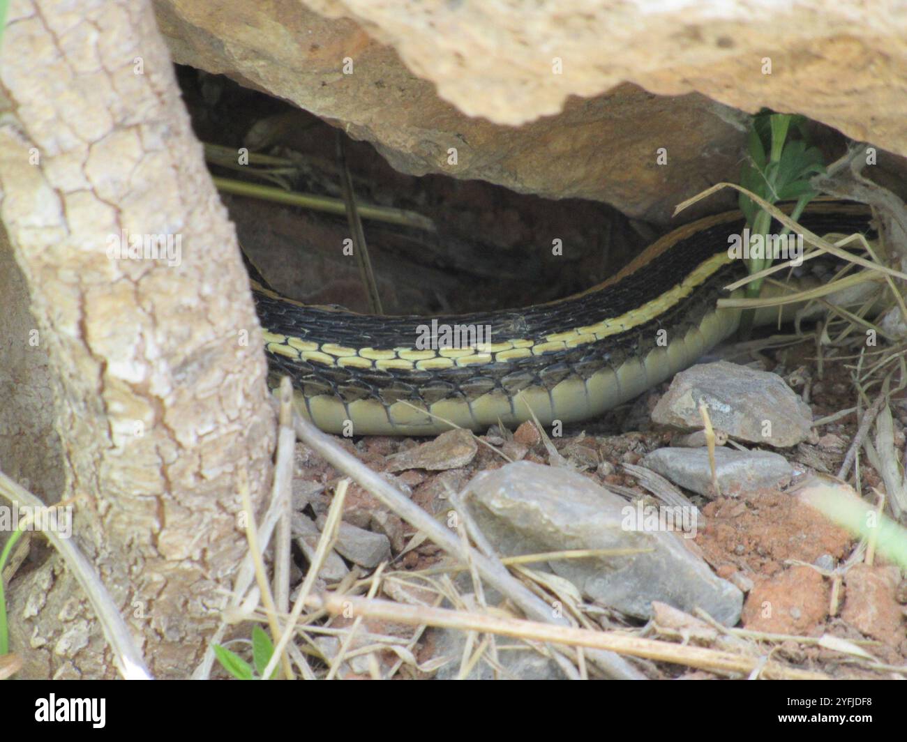 Western Ribbon Snake (Thamnophis proximus Stock Photo - Alamy