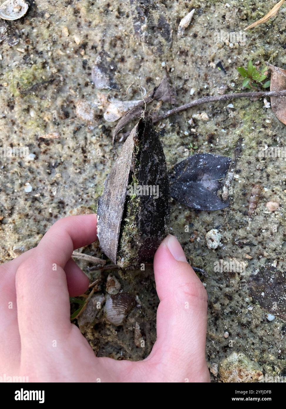 Florida Spike (Elliptio jayensis Stock Photo - Alamy