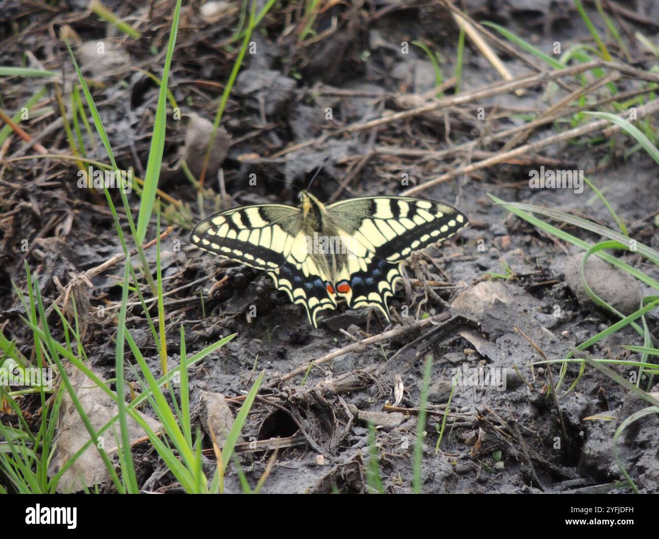 Old World Swallowtail (Papilio machaon Stock Photo - Alamy