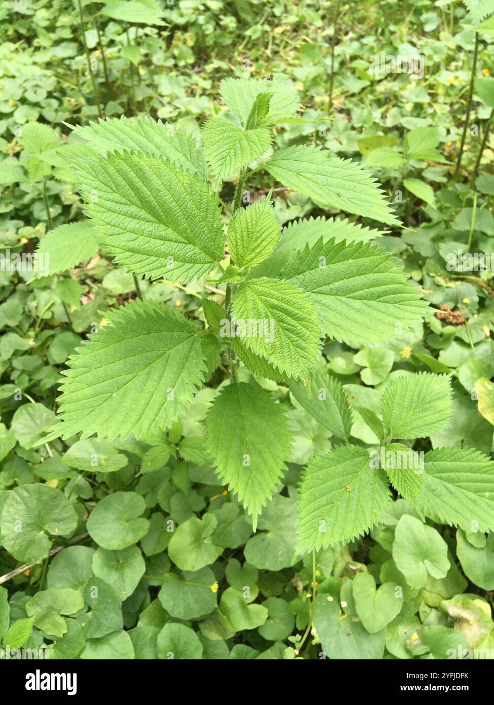 wood nettle (Laportea canadensis Stock Photo - Alamy