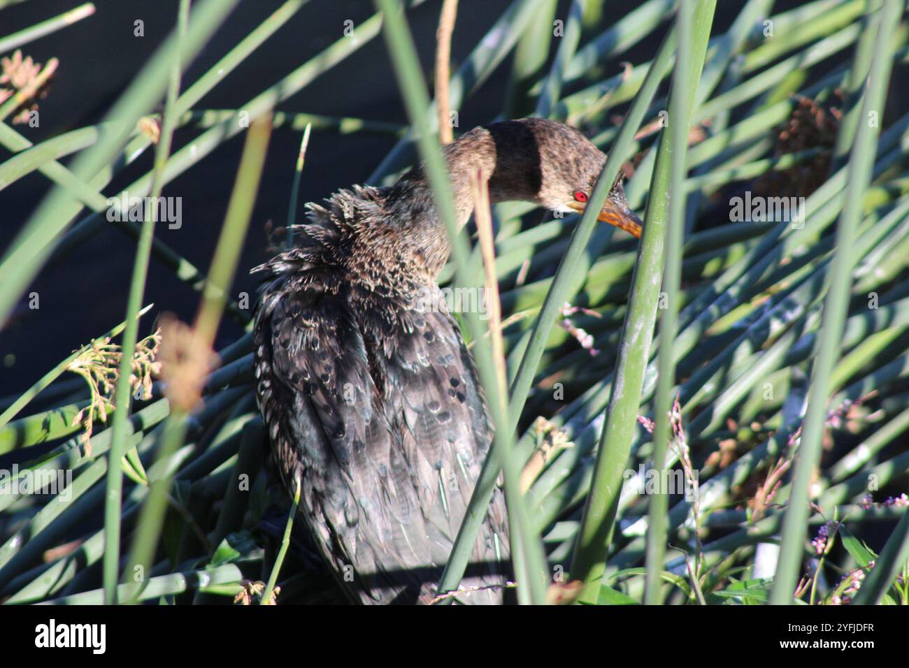 African Reed Cormorant (Microcarbo africanus africanus Stock Photo - Alamy