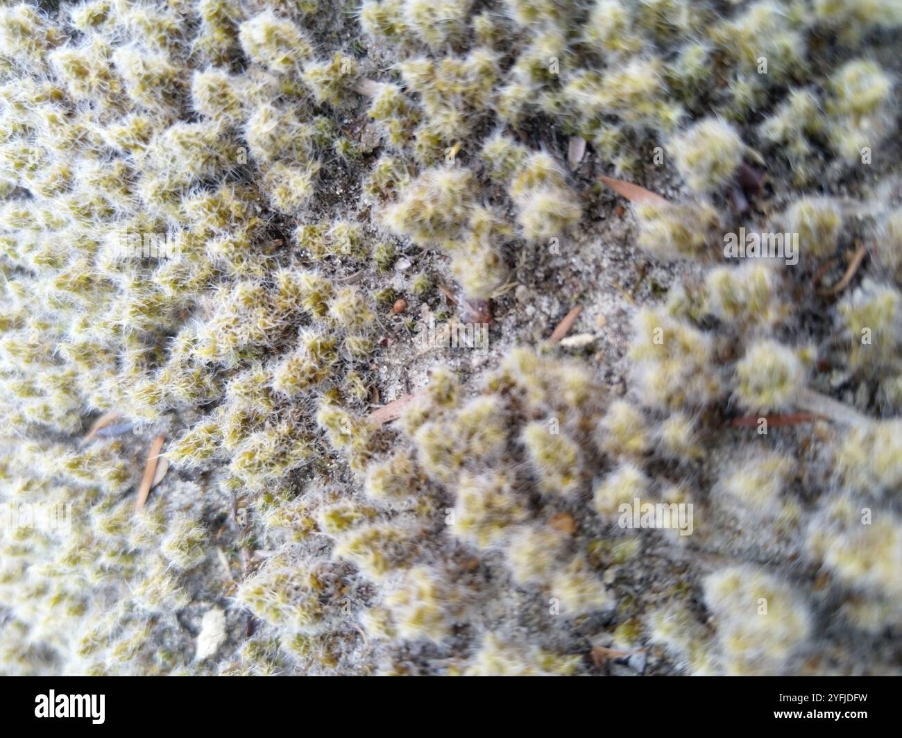 Woolly Fringe-moss (Racomitrium lanuginosum Stock Photo - Alamy