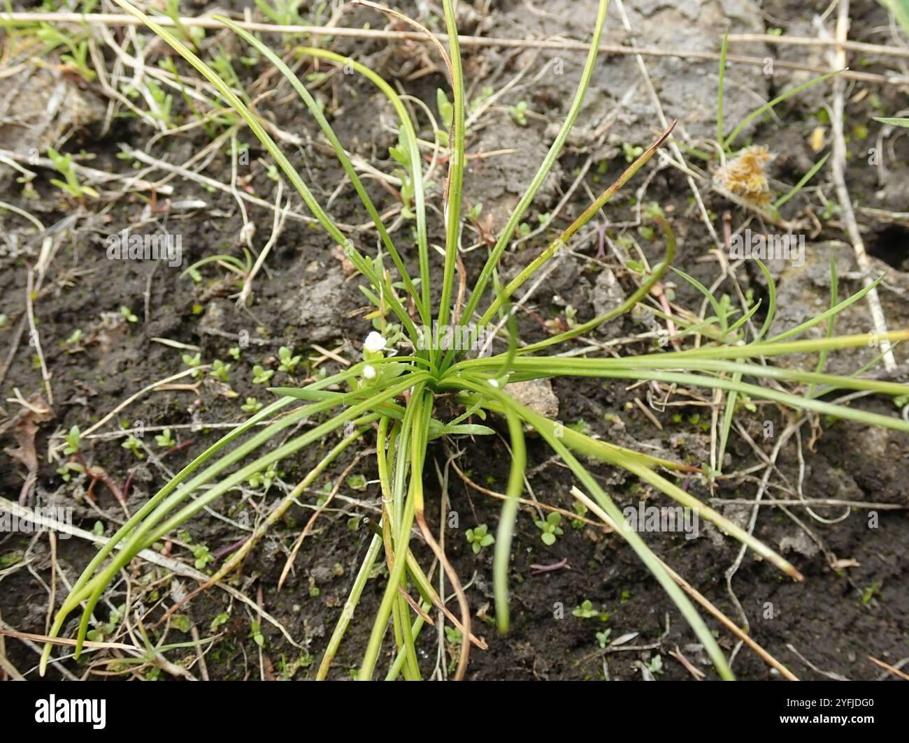 Nuttall's quillwort (Isoetes nuttallii Stock Photo - Alamy