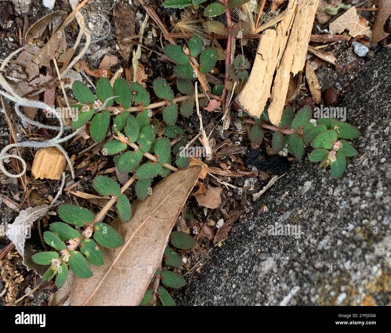 Red Caustic-creeper (Euphorbia thymifolia Stock Photo - Alamy